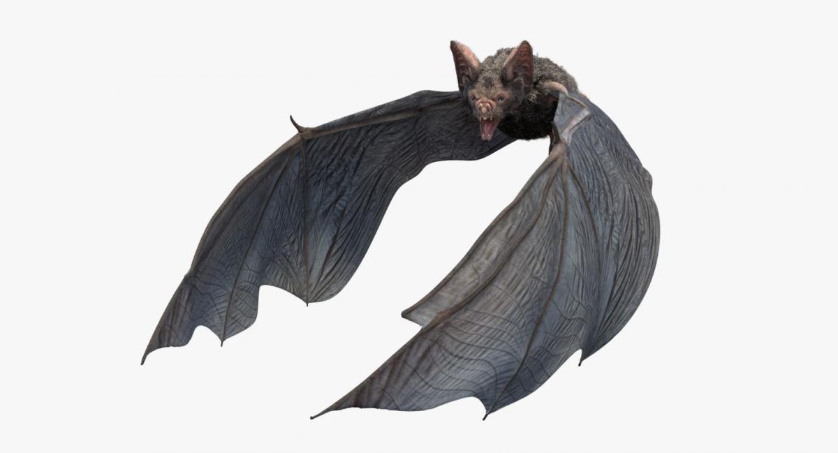 Vampire Bat with Fur (Rigged) | Best Of 3d Models